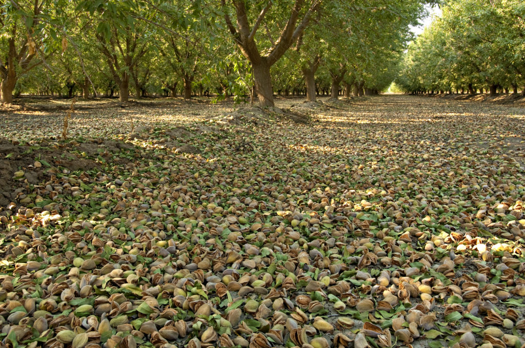 Potassium, Magnesium, and Sulfur for California Almond - Intrepid Potash Potassium, Magnesium, and Sulfur for California Almond - Intrepid Potash